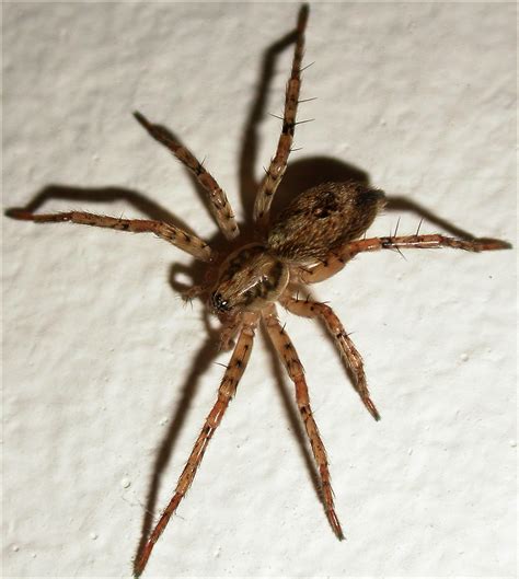 Arachnerds Buzzing Spider Anyphaena Accentuata