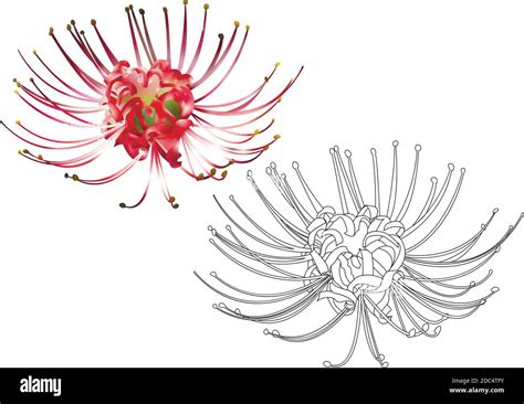 Spider Lily Drawing Reference At Myrtle Garza Blog