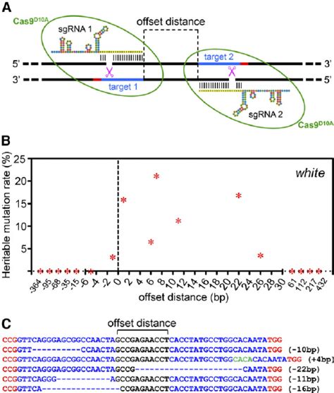 A Pair Of Sgrnas Targeting Close Regions In The Genome Can Introduce Download Scientific