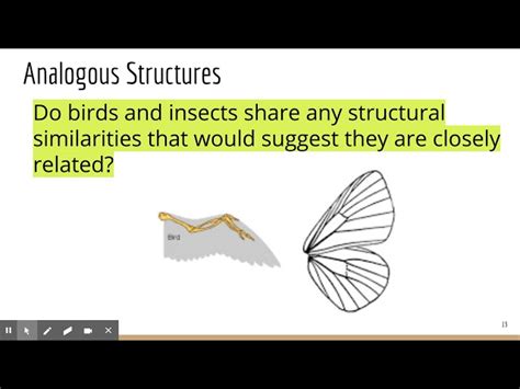Analogous Structures Butterfly Bird Wings Related