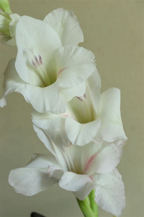 Gladiolus Flowers Photos Download The Best Free Gladiolus Flowers