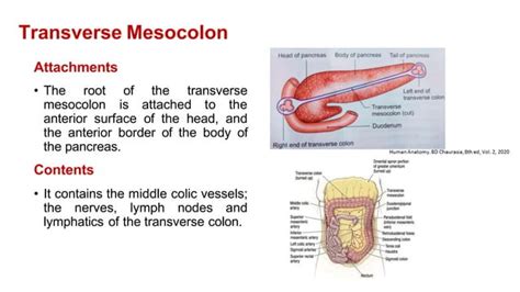 Peritoneumstructure And Function Anatomy Pptx