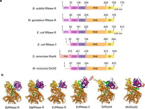 Native Rnase R Complexes Thermo Fisher Bioz