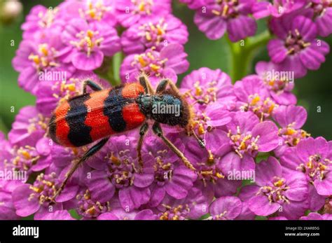 Trichodes Apiarius Beetle On Pink Yarrow Flowers Showcasing Its