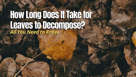 When Trees Did Not Decompose At Lucinda Mccathie Blog