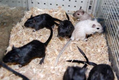 Look At All The Pretty Black Gerbils I Like The Silver Or Blue Or Lilac Whichever He Is