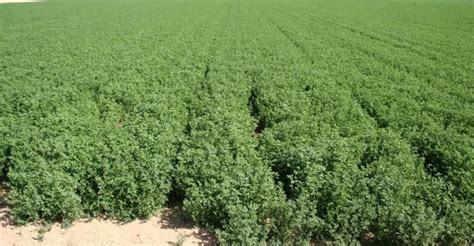 Alfalfa Grass Seeds Style Dried At Best Price In Chennai Id 1524449