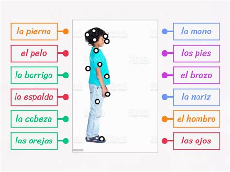 Las Partes Del Cuerpo Rockalingua Rysunek Z Opisami