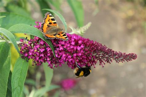 Buddleja Davidii Sugar Plum Lonplum Vlinderstruik De Tuinen Van Appeltern