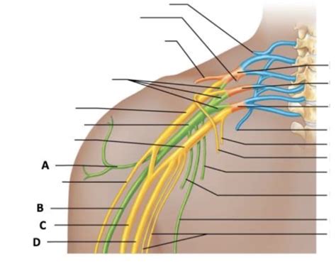 Brachialis Plexus Labelling Quiz