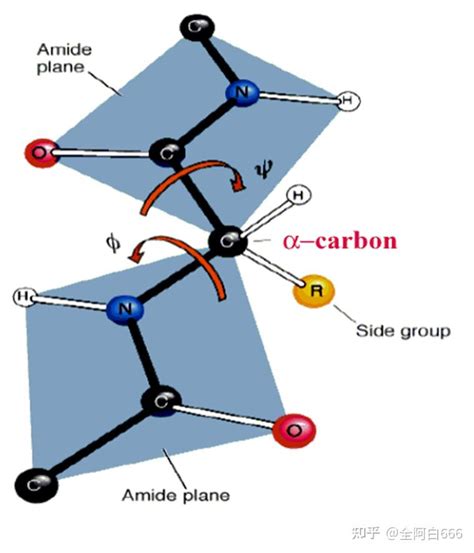 蛋白质的二级结构 知乎