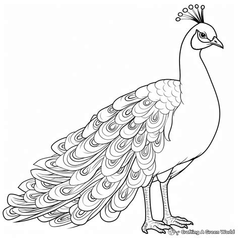 Peacock Coloring Pages Free And Printable