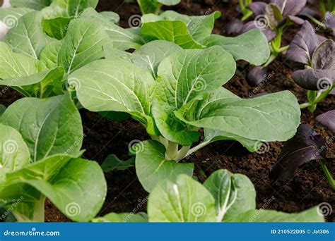 Close Up Bok Choy Organic Vegetable At Greenhouse Farm Garden Stock