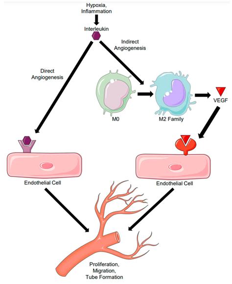 Challenging The Paradigm Anti Inflammatory Interleukins And