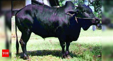 Kasaragod Dwarf Cattle May Get Native Animal Status Times Of India