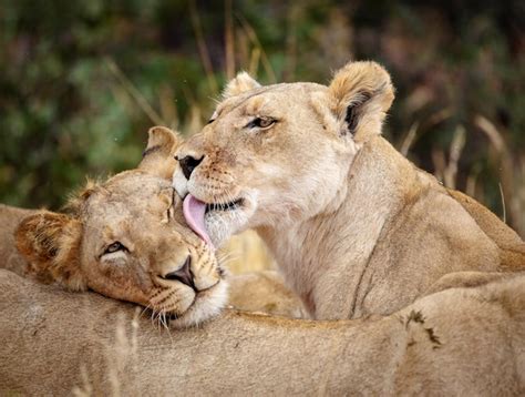 Premium Photo Mothers Love Premium Photo Mothers Love