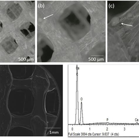 Stereo Micrographs In Different Magnifications A C Sem D And