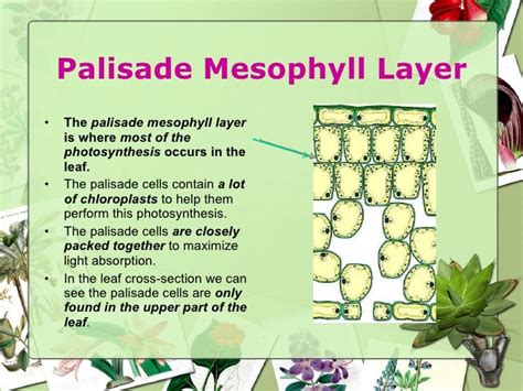 Function Of Palisade Mesophyll Cells In Leaves At Kenneth Hightower Blog