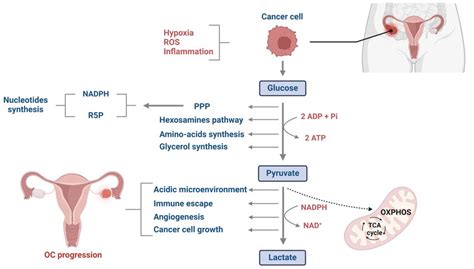 Glucose Metabolism Reprogramming In Oc Cells Glucose Metabolism In Oc
