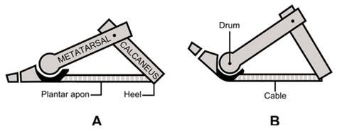 Structure And Function Of The Plantar Fascia — Esperance Podiatry