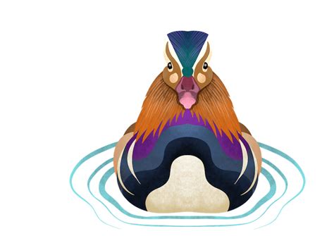 Jagat Satwa Nusantara Itik Mandarin Jagat Satwa Nusantara