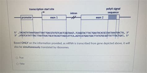 Solved Transcription Start Site Polya Signal Intron Sequence Promoter