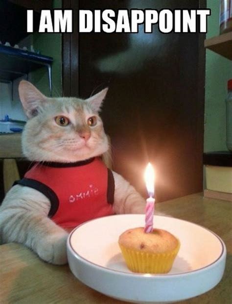 101 Funny Cat Birthday Memes For The Feline Lovers In Your Life Cat