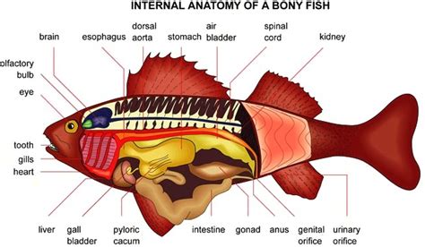Revision Notes On Phylum Chordata In Biology Study Material For Neet