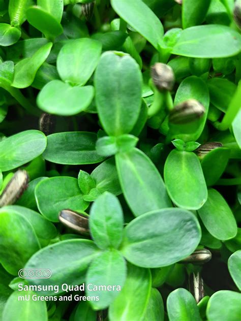 Disadvantages Of Microgreens