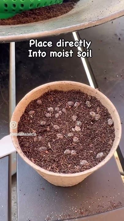 Unusual Bonsai Germination Of Passiflora Seeds Drbanana Bonsai Youtube