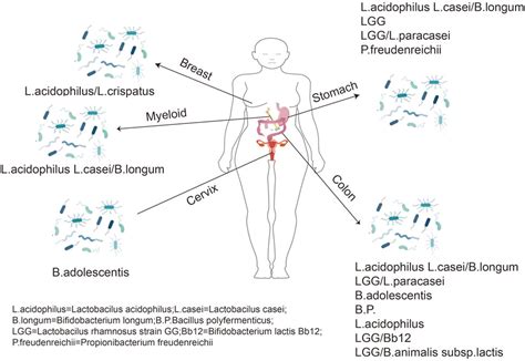 Frontiers The Role Of The Gut Microbiota And Probiotics Associated With Microbial Metabolisms