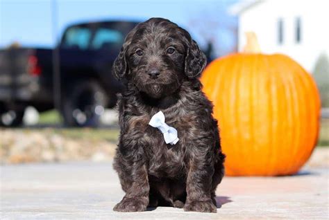 Chocolate Goldendoodle Traits Sizes Care And Breeder Tips