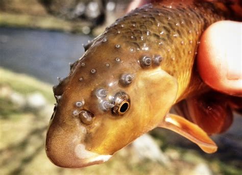 Tubercles Fishionary