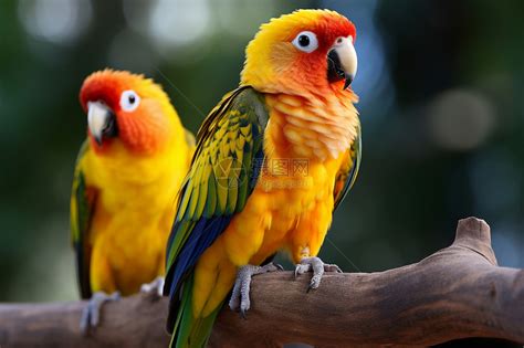 枝头栖息的两只鸟高清图片下载 正版图片600819700 摄图网