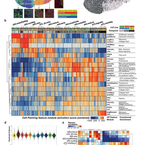 Cell Painting At The Single Cell Level A Umap Of The Cell Painting
