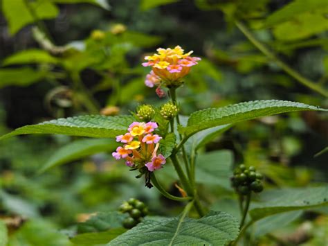 Lantana Camara Buy Lantana Evita White J Parker Dutch Bulbs