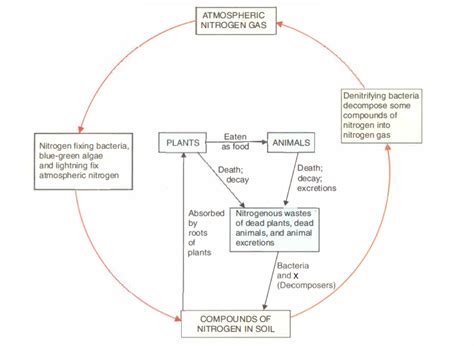 Nitrogen Cycle Diagram For Class 8