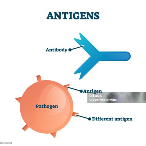 Antigens Vector Illustration Labeled Antibody Pathogen Stock Vector Riset