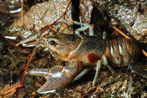 Rusty Crayfish