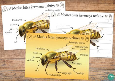 Plakāti Un Darba Lapa Medus Bites UzbŪve Mācību Materiāli