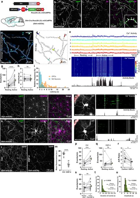 Locomotion Induced Ca²⁺ Transients In Opcs Is Mediated By Download