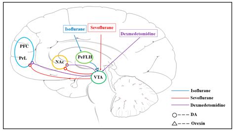 Dopaminergic System In Promoting Recovery From General Anesthesia