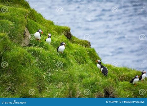 Puffins On Mykines Cliffs And Atlantic Ocean Mykines Island Faroe