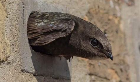 Swift Brick Installation Guide For New Build Developments Sheffield