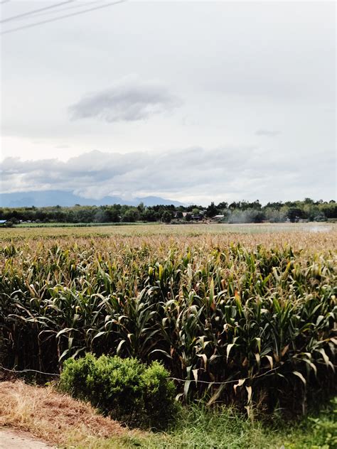 The Sweet History Sugar And Sugarcane Production In Kenya And The Role