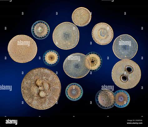 Mixed Fossil Diatom Species Newcastle Barbados The Caribbean Stock