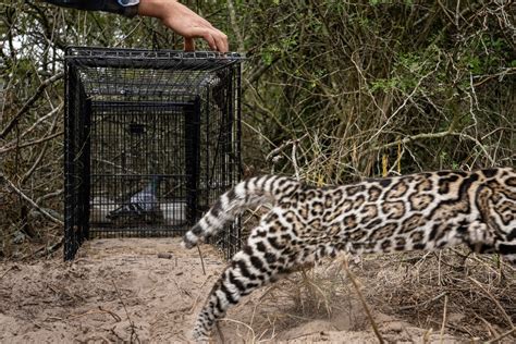 Ocelots Once Roamed The Us Can We Bring Them Back