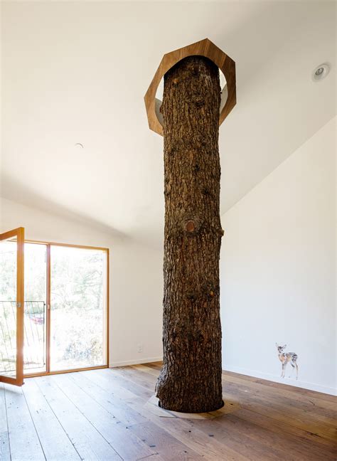 Anonymous Architects Builds LA House Around Existing Cypress Tree
