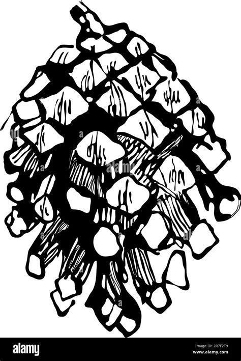 Pine Cone Pen Drawing