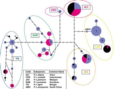 2 statistical parsimony network of 33 mtdna haplotypes based on 4 078bp